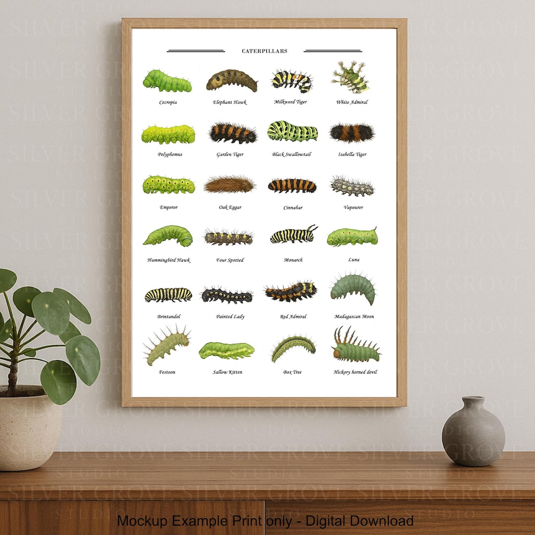Caterpillars A3 Poster | Butterfly & Moth Larvae Chart | Printable ...