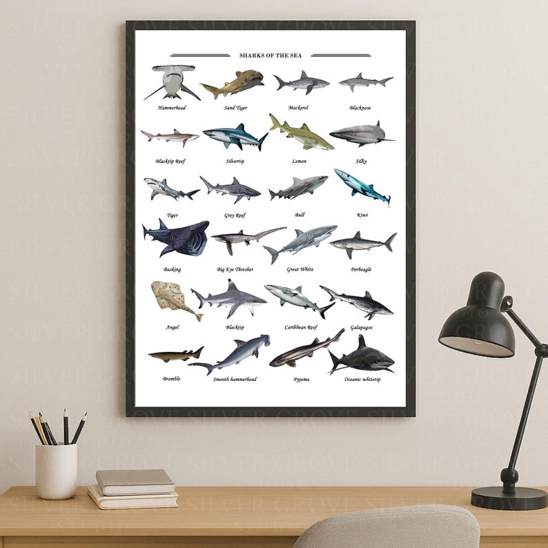 Shark Species Identification Poster: Deep Sea Marine Life Chart ...