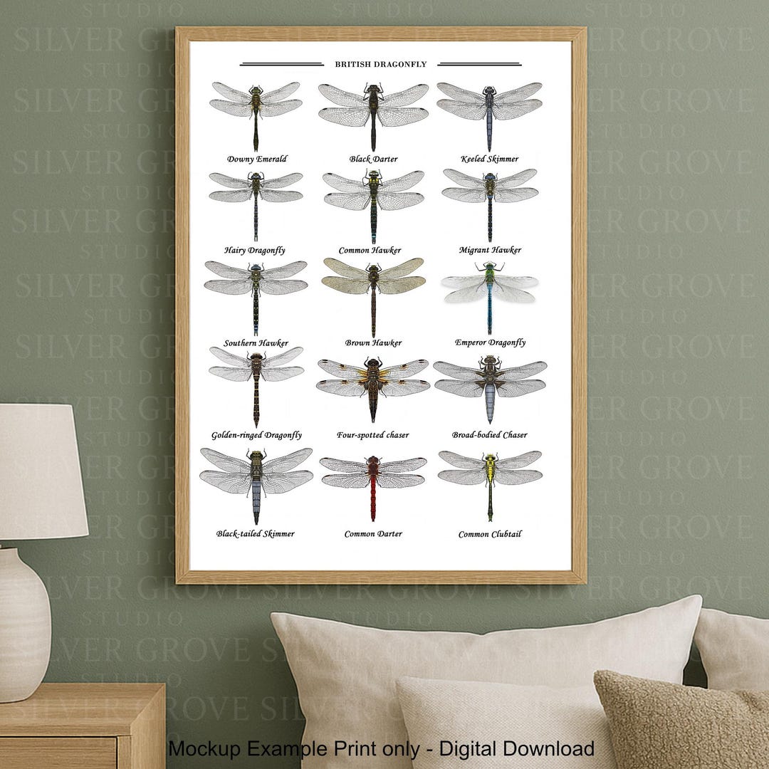 British Dragonfly Identification Chart A3 Poster | UK Species Wall Art ...