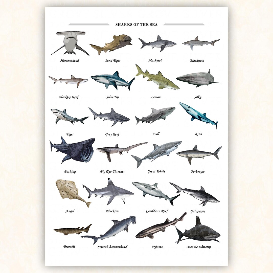 Sharks of the Sea Identification Poster – Shark Species Printable Chart ...
