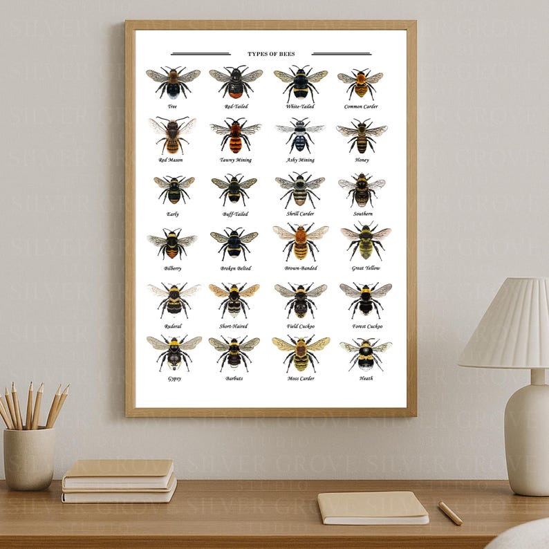 Bee Identification Chart: British & European Bees Poster (digital ...