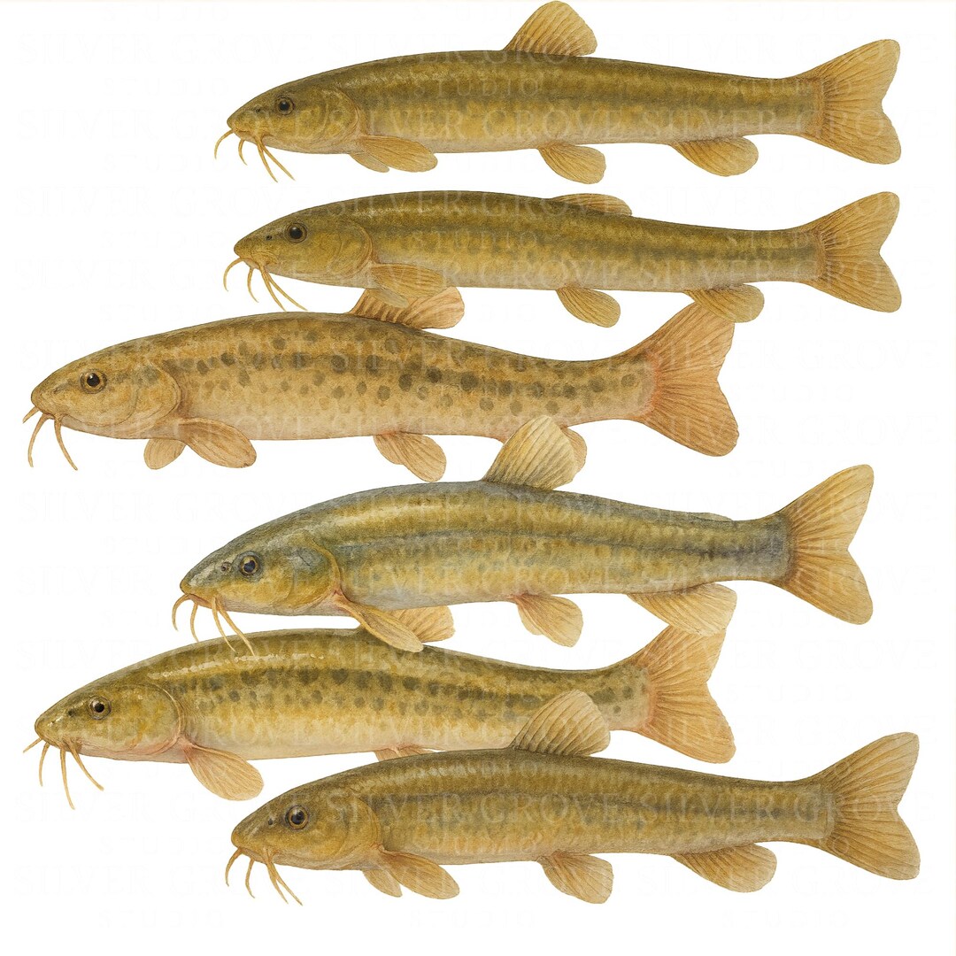 5 Weather Loach Fish Clipart Bundle, Realistic Watercolor PNG Set for ...