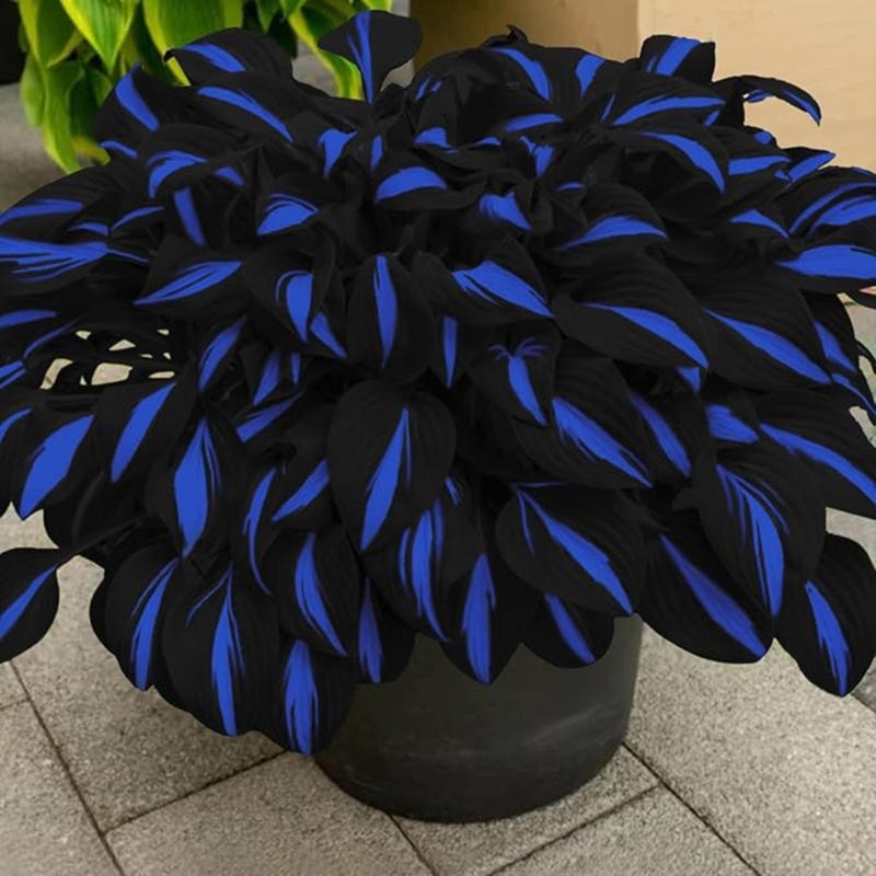 Blue and Black Hostas - Etsy