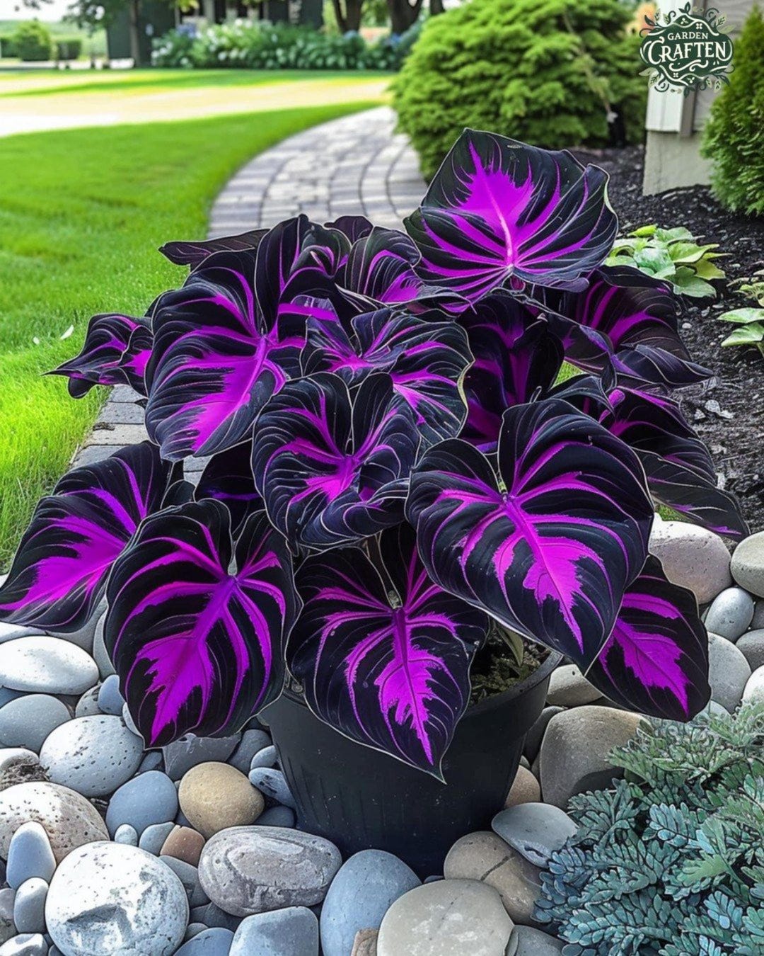 Purple Black Hosta Mix | Rare Perennial Shade Plants - Etsy