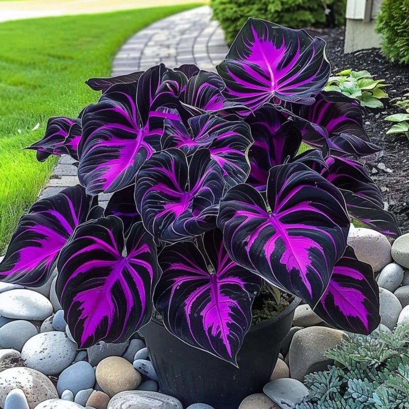 Eva Roos Tre Små Ord - Etsy Canada