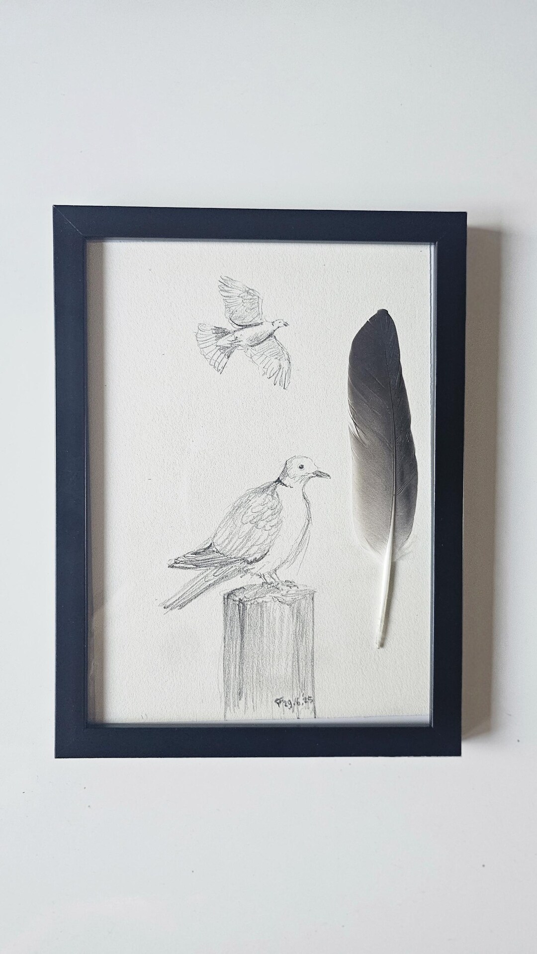 Bird Drawing, Sketch, Pencil Drawing of a Turkish Turtle Dove ...