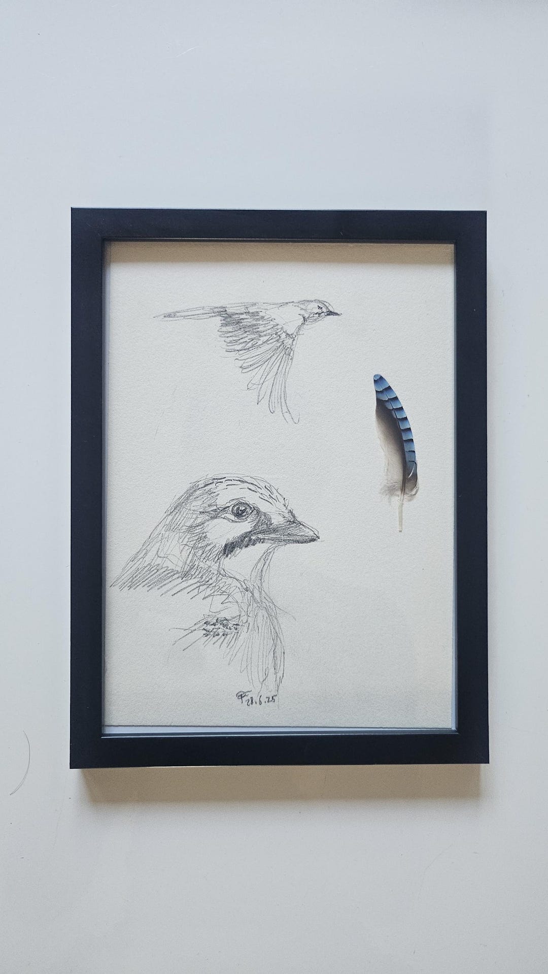 Bird Drawing, Sketch, Pencil Drawing of a Flemish Jay (garrulus ...