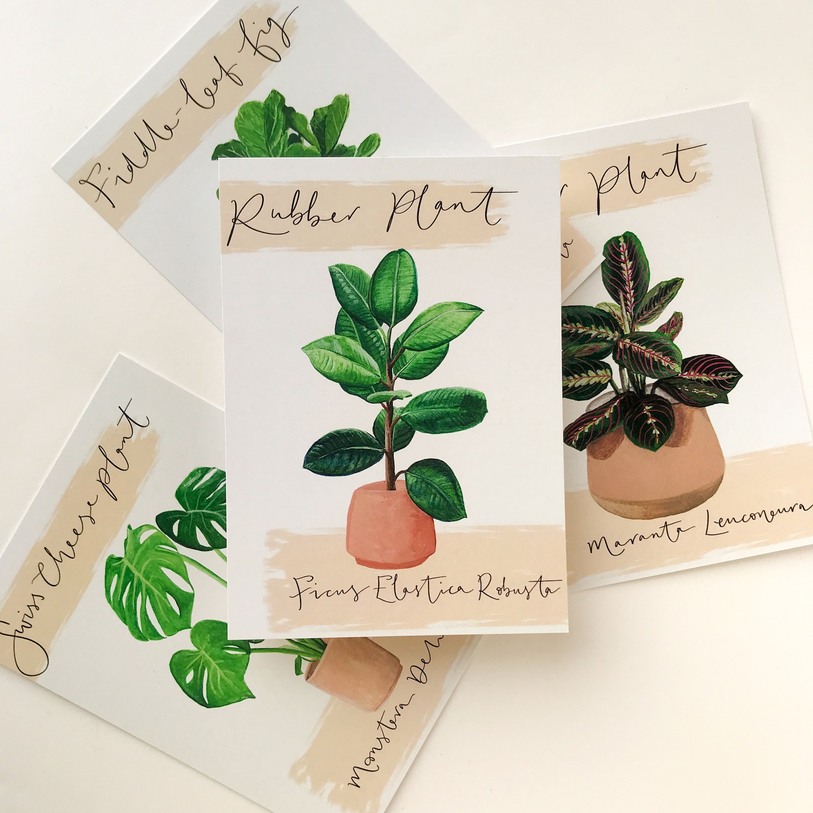 House Plants Postcard Set Illustrated House Plant Gift by - Etsy