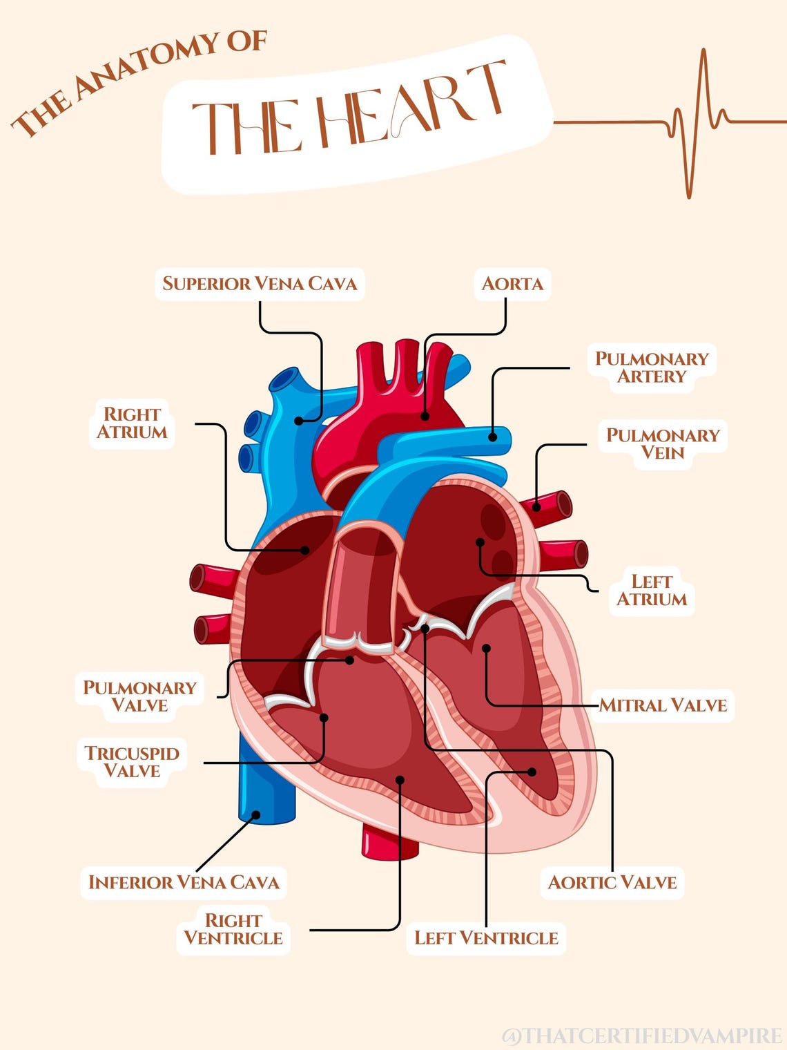 Anatomy of the Heart Labeling Activity for Easy Studying! Label the ...