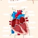 Anatomy of the Heart Labeling Activity for Easy Studying! Label the ...