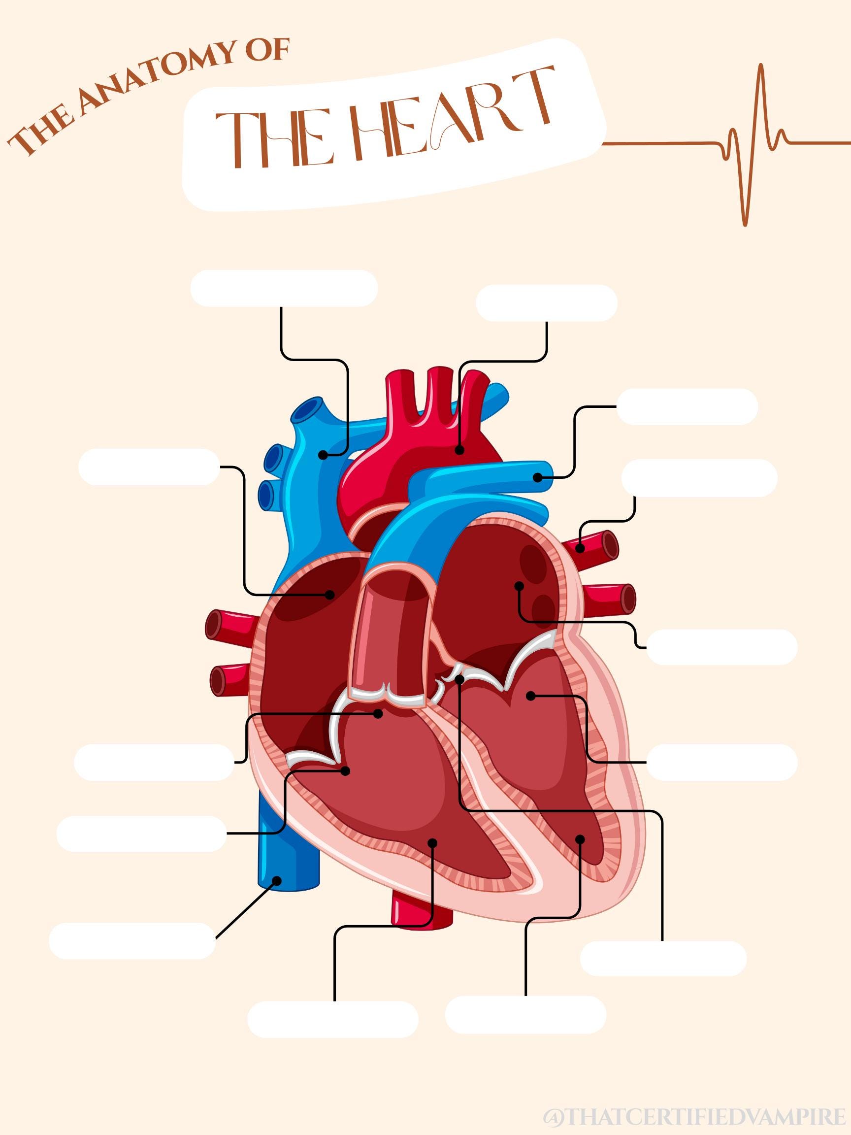 Anatomy of the Heart Labeling Activity for Easy Studying! Label the ...