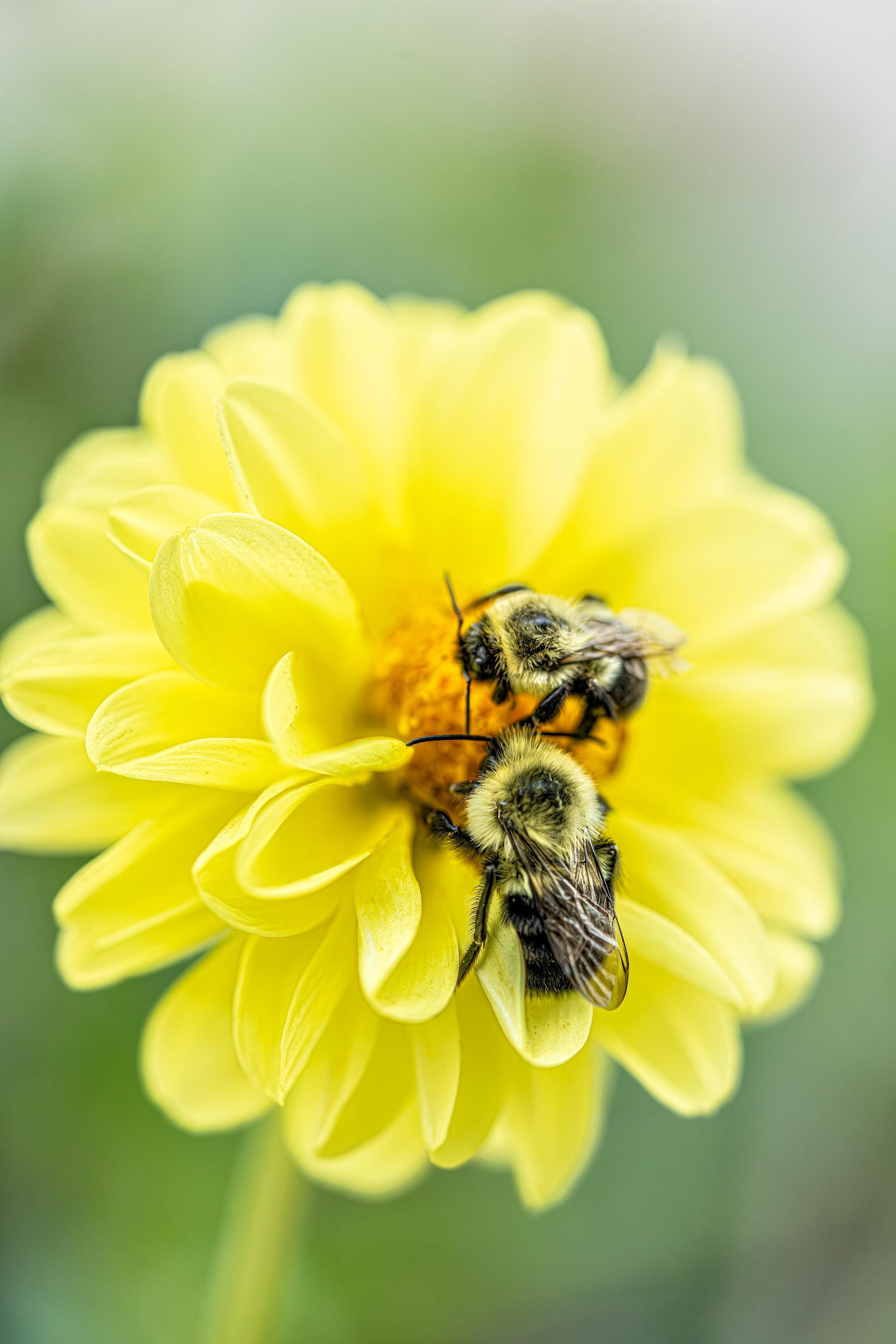 Bumble Bee and Flower Photography | Printable Nature Wall Art | Bee on ...