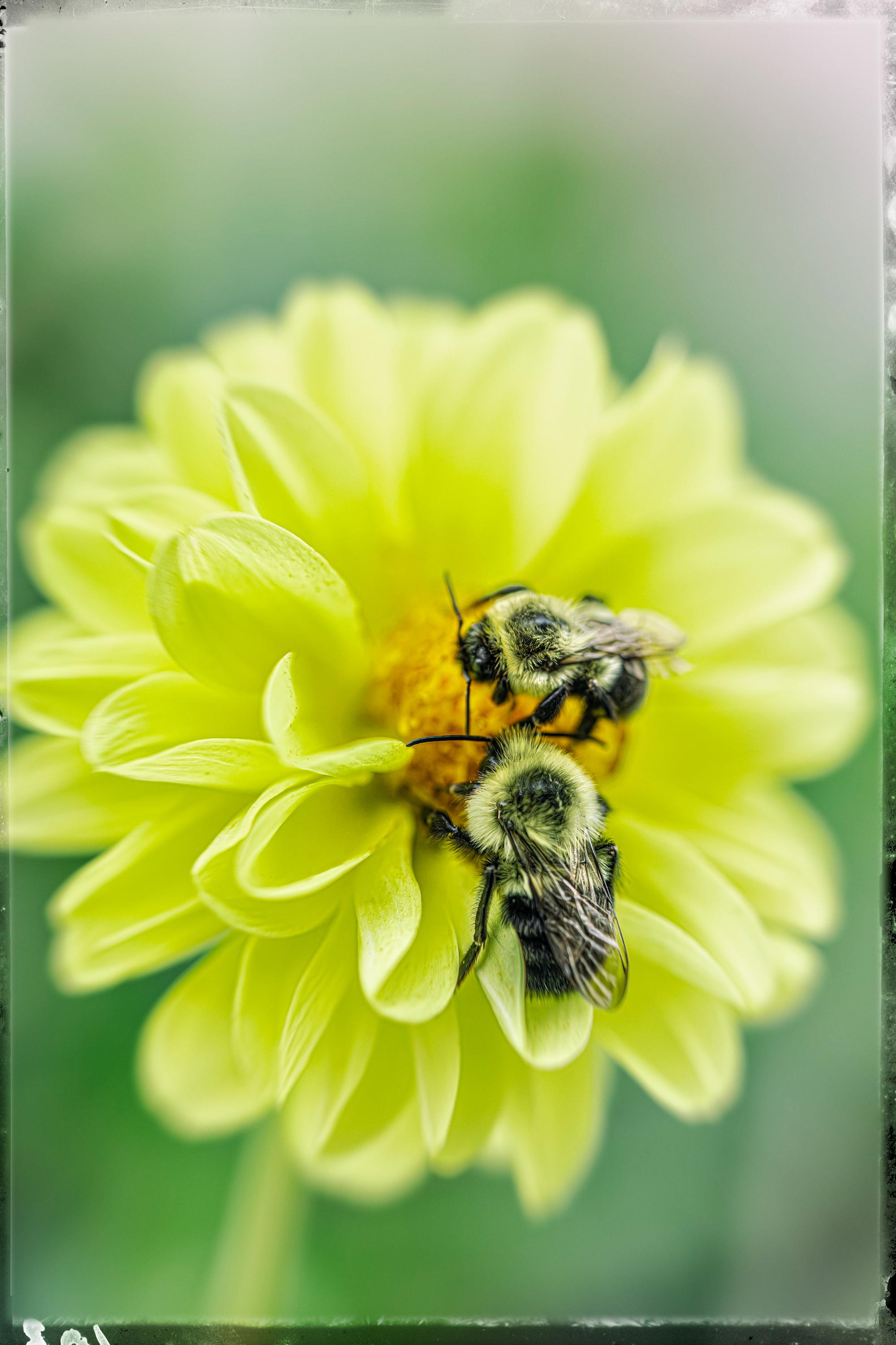 Bumble Bee and Flower Photography | Printable Nature Wall Art | Bee on ...