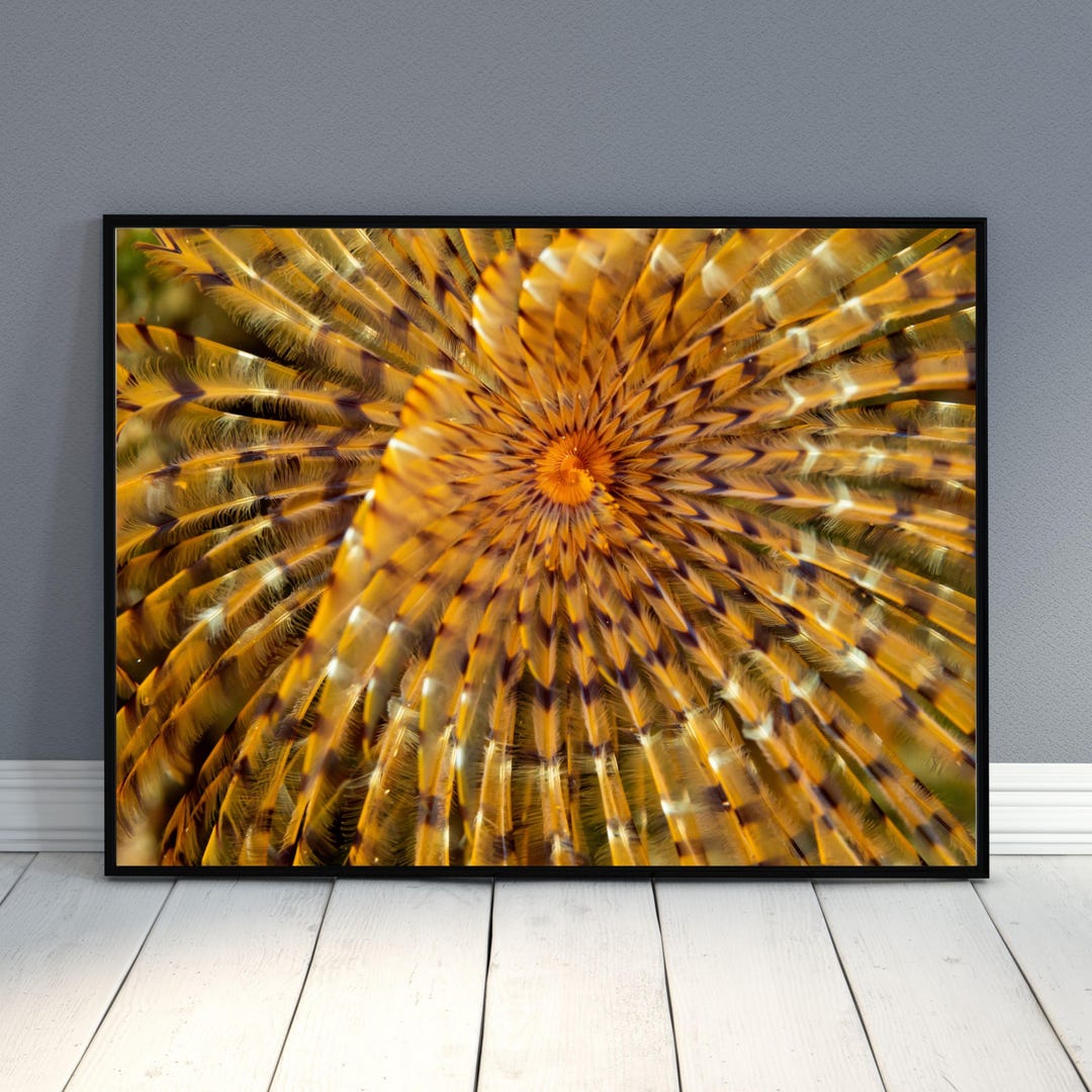 Golden Spiral Worm Print – Abstract Marine Macro Photography, Hypnotic ...