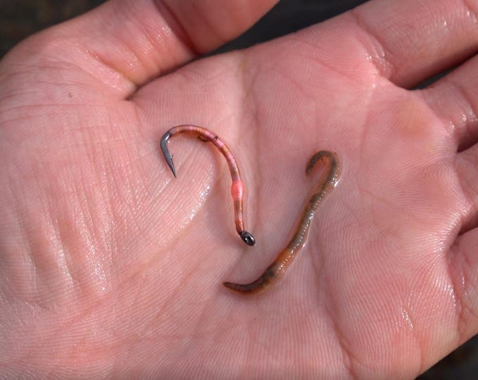 5 Pack Resin Coated Realistic Pig Sticker Worm Fly Pattern Pack – Hand ...