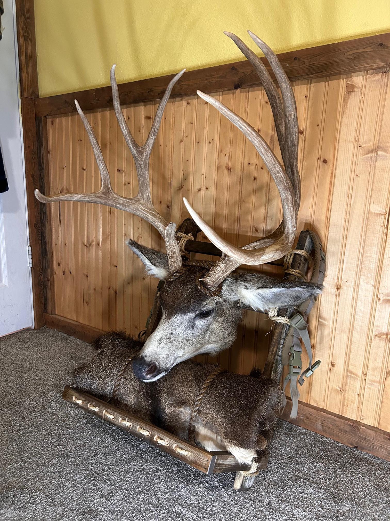 Trophy Mule Deer - Rustic Hunting Backpack Mount for Lodge, Cabin ...