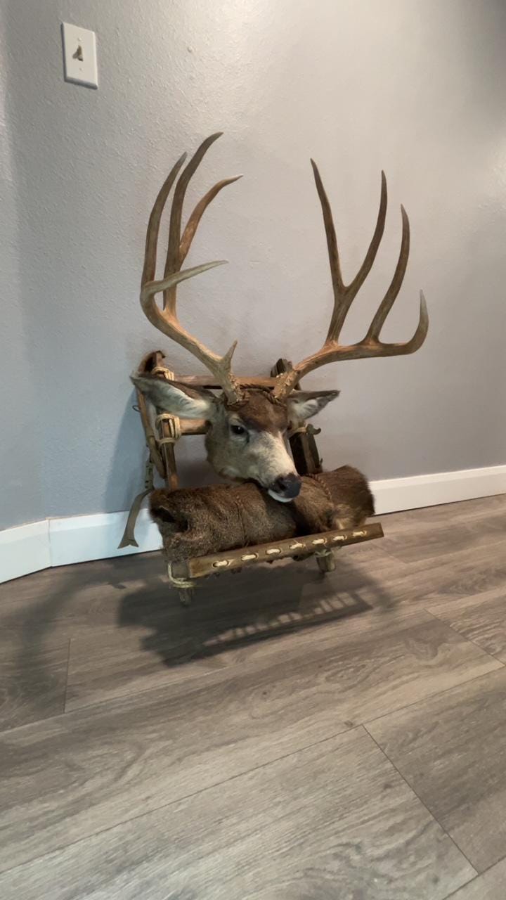 Trophy Mule Deer - Rustic Hunting Backpack Mount for Lodge, Cabin ...