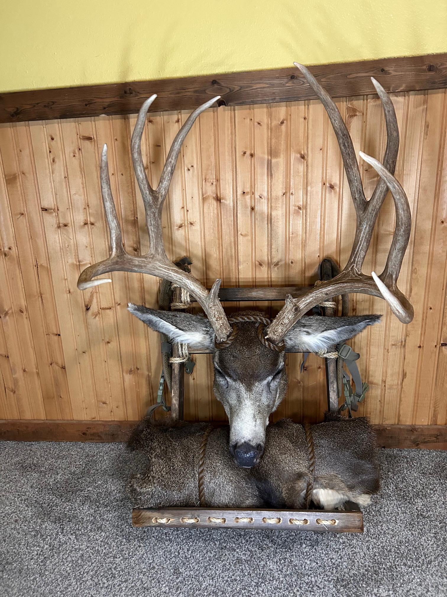 Trophy Mule Deer - Rustic Hunting Backpack Mount for Lodge, Cabin ...