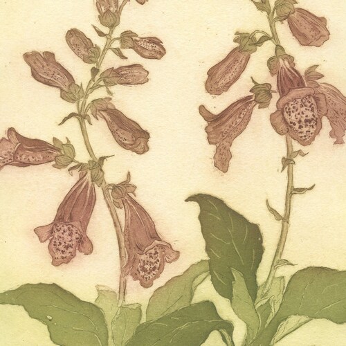 Wild Ginger Fine Art Etching - Etsy