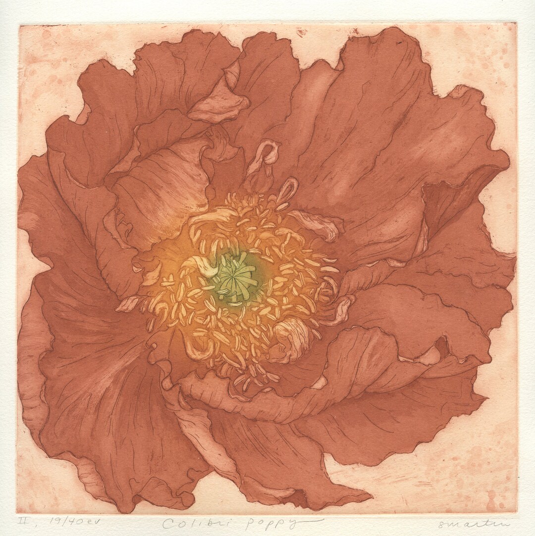 Colibri Poppy, Original Etching - Etsy