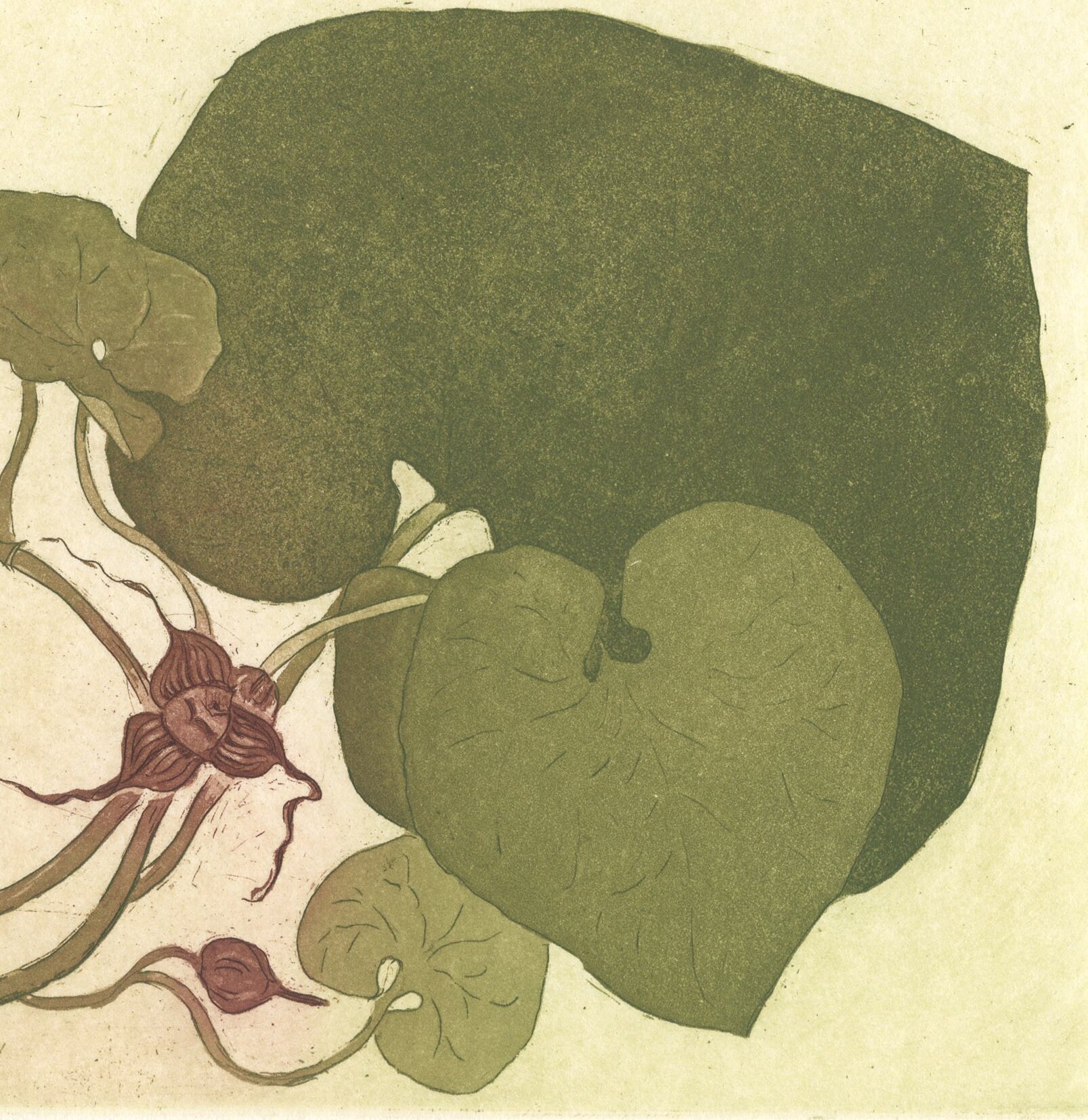 Wild Ginger Fine Art Etching - Etsy