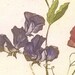 Sweet Peas, Original Etching of Garden Flowers - Etsy