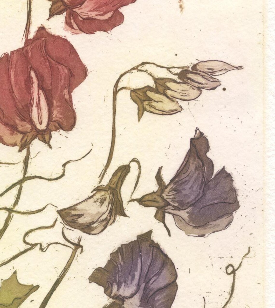 Sweet Peas, Original Etching of Garden Flowers - Etsy