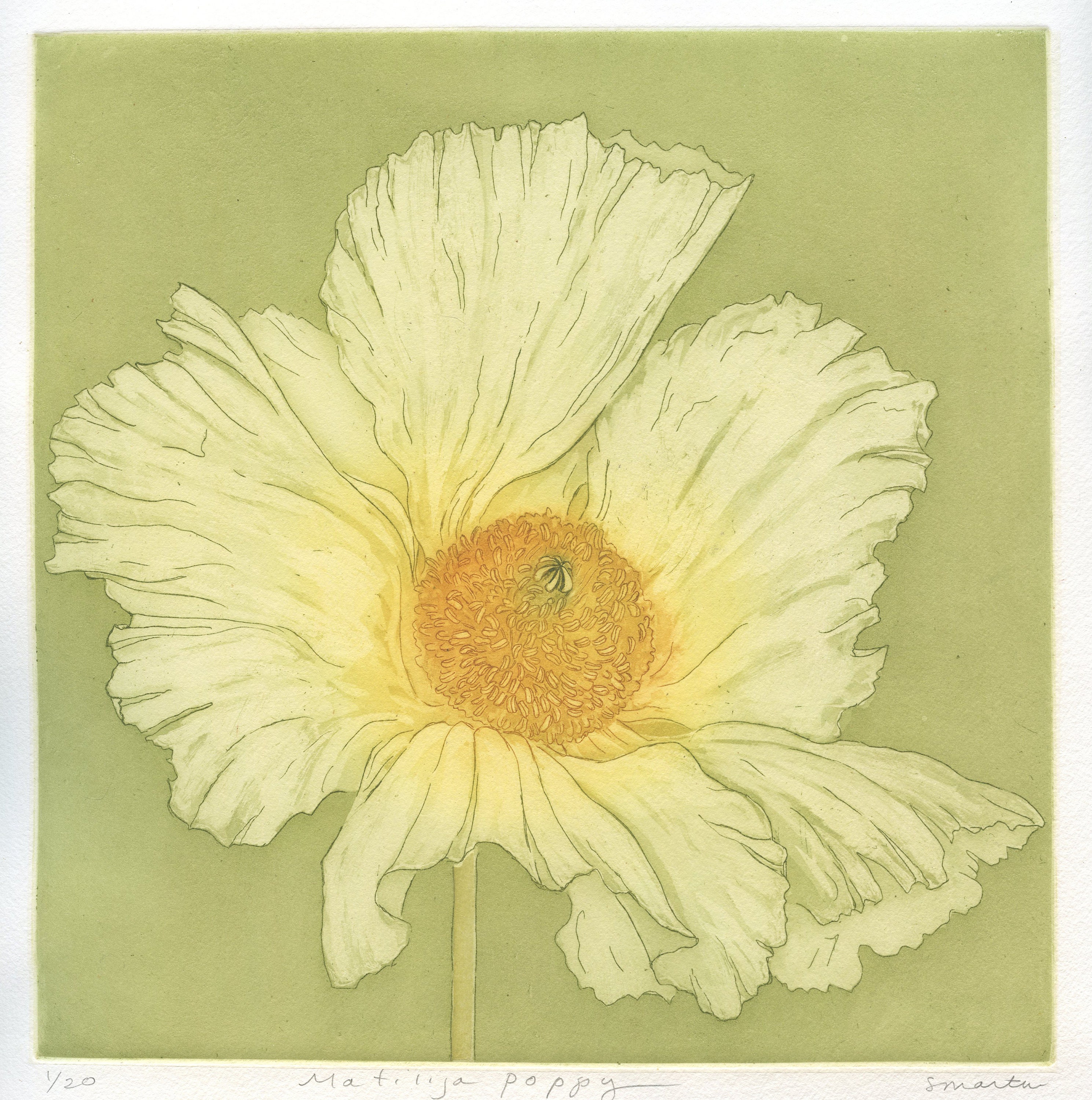 Matilija Poppy, Original Fine Art Etching - Etsy