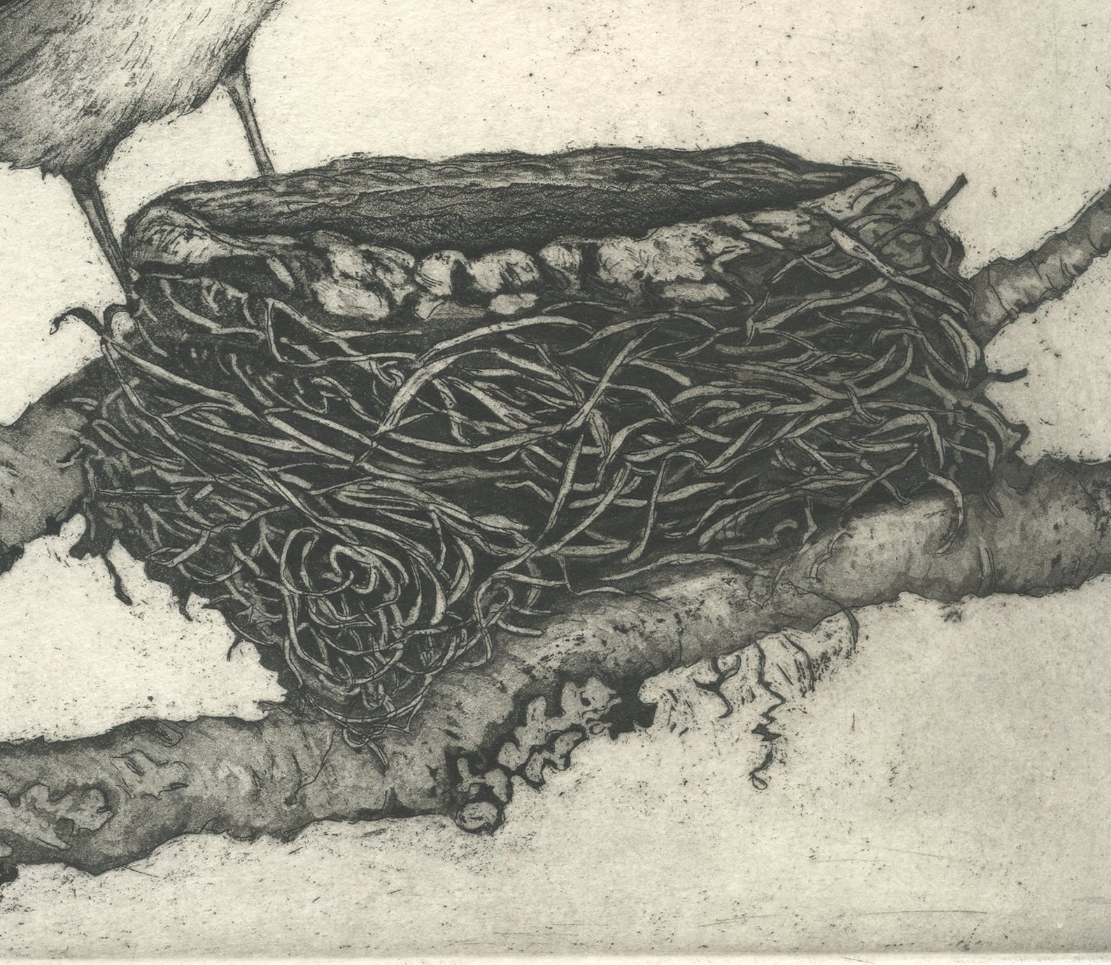 American Robin at Nest, Original Aquatint Etching - Etsy