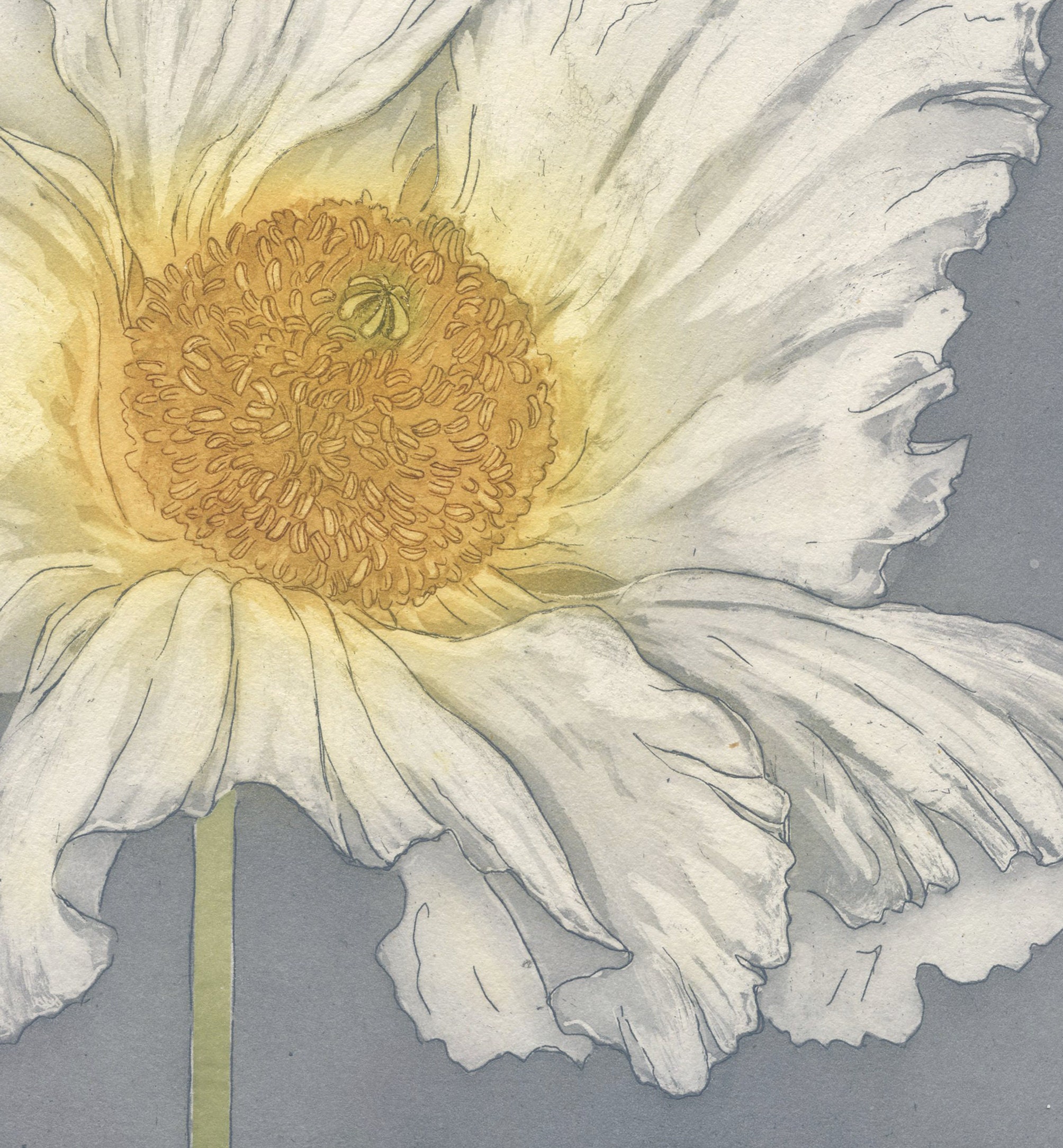 Matilija Poppy, Original Fine Art Etching - Etsy