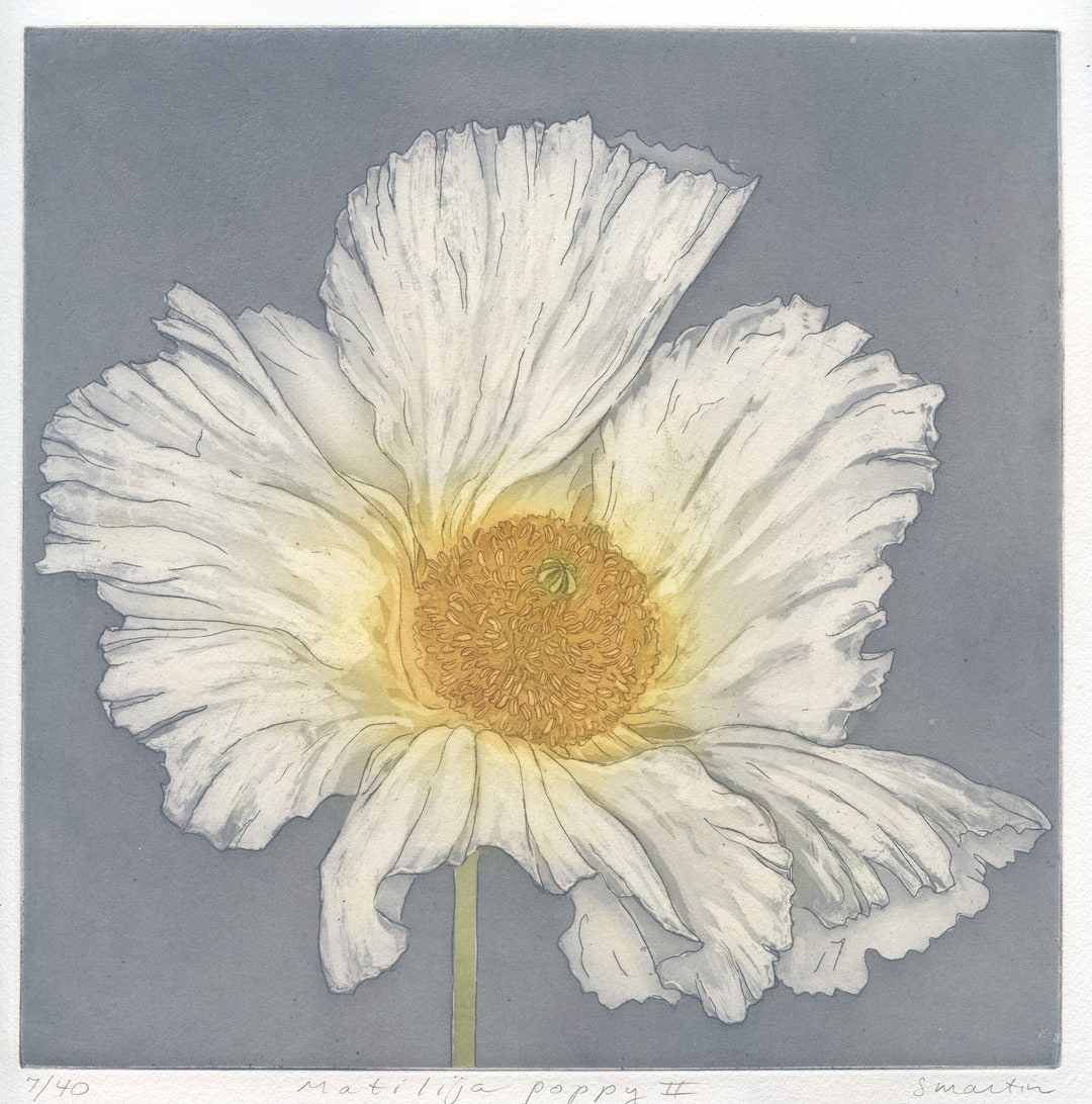 Matilija Poppy, Original Fine Art Etching - Etsy