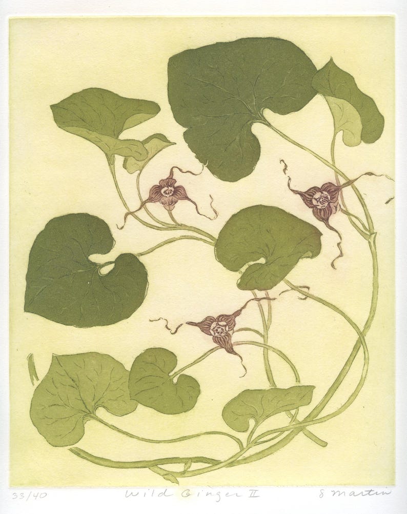 Wild Ginger, Fine Art Etching of California Native Plant - Etsy