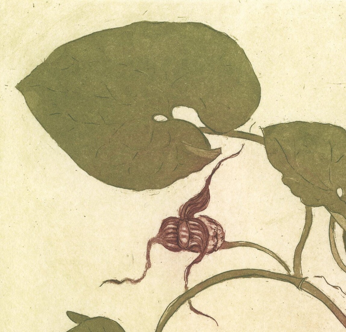 Wild Ginger Fine Art Etching - Etsy