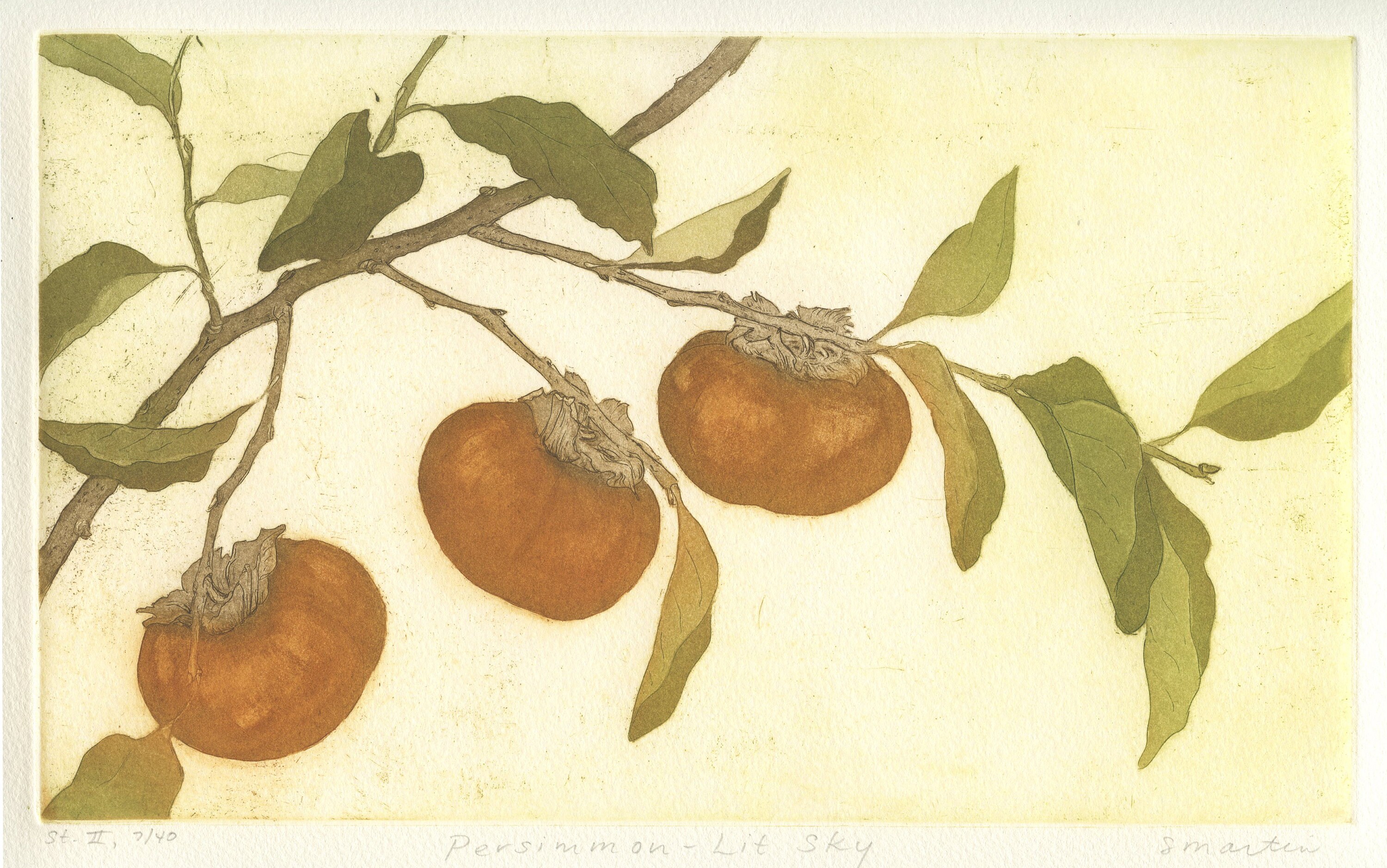 Three Persimmons Original Fine Art Etching of fall persimmons | Etsy