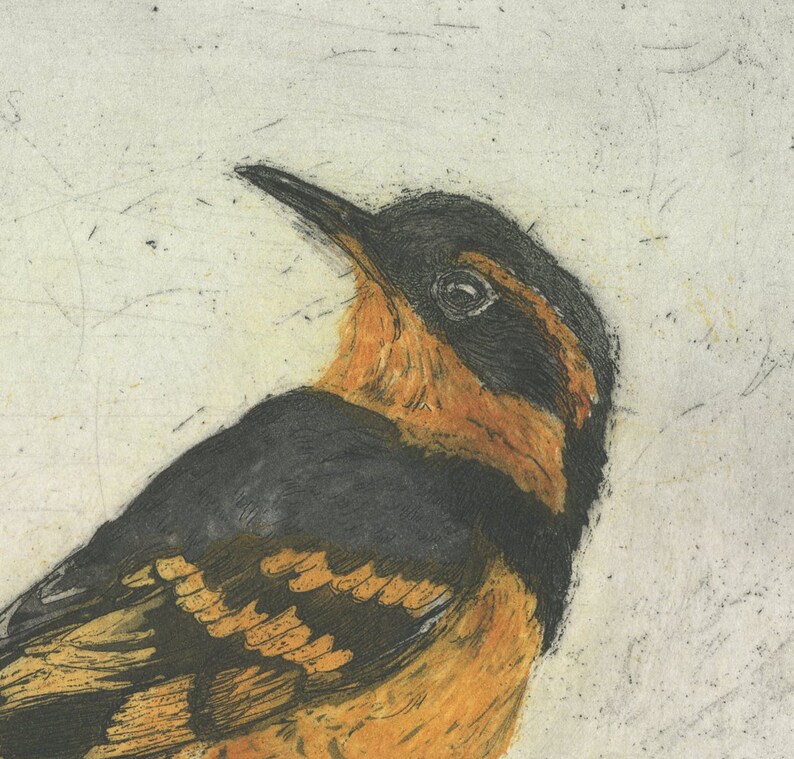 Varied Thrush, Original Fine Art Etching - Etsy