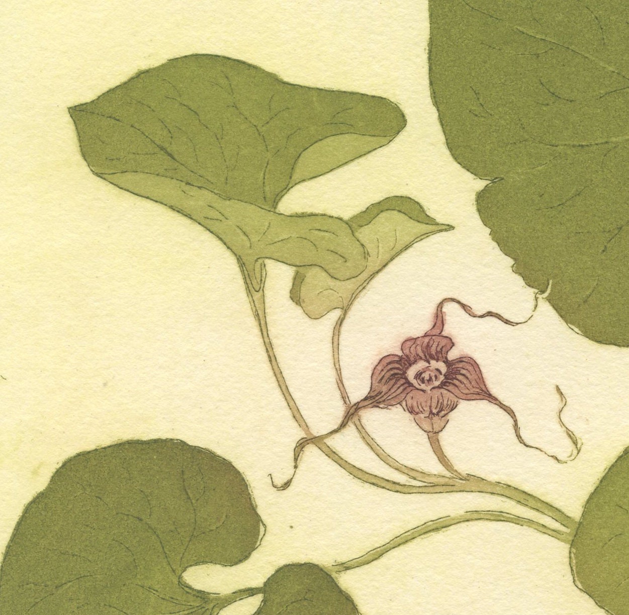 Wild Ginger, Fine Art Etching of California Native Plant - Etsy