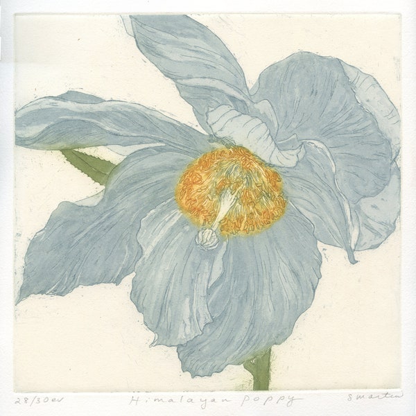 Himalayan Blue Poppy - Etsy