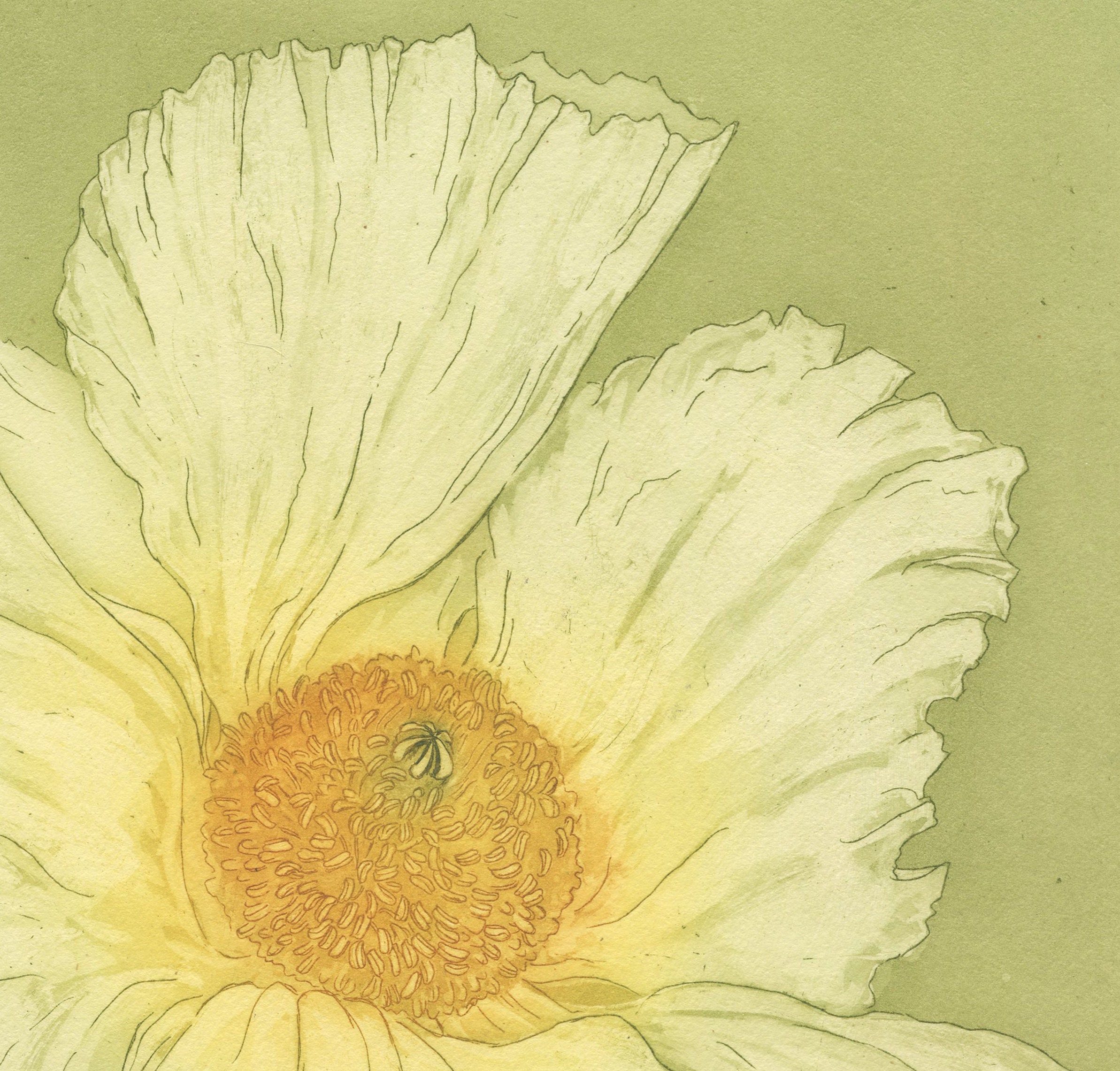 Matilija Poppy, Original Fine Art Etching - Etsy