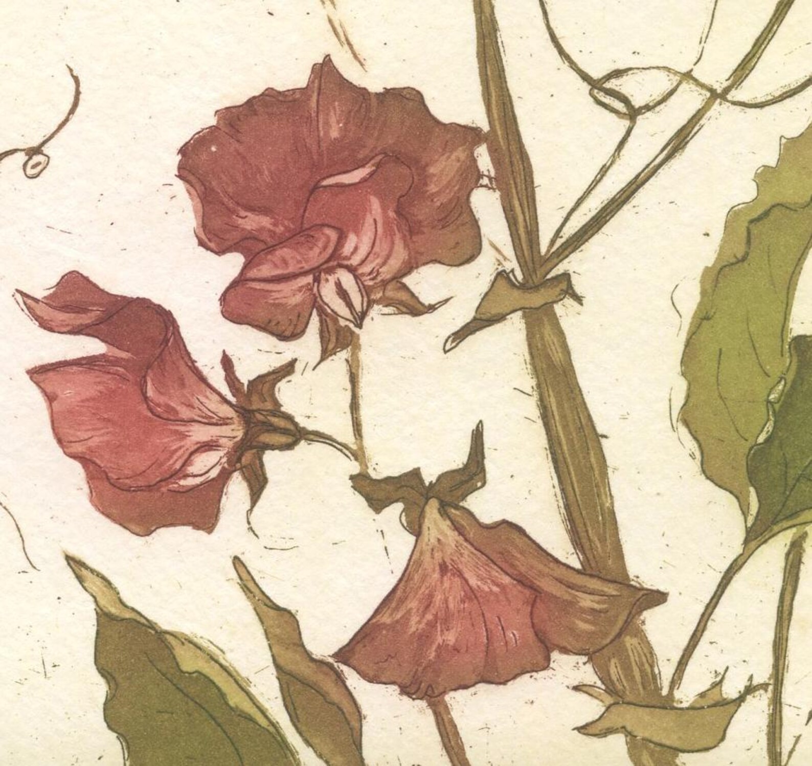 Sweet Peas, Original Etching of Garden Flowers - Etsy