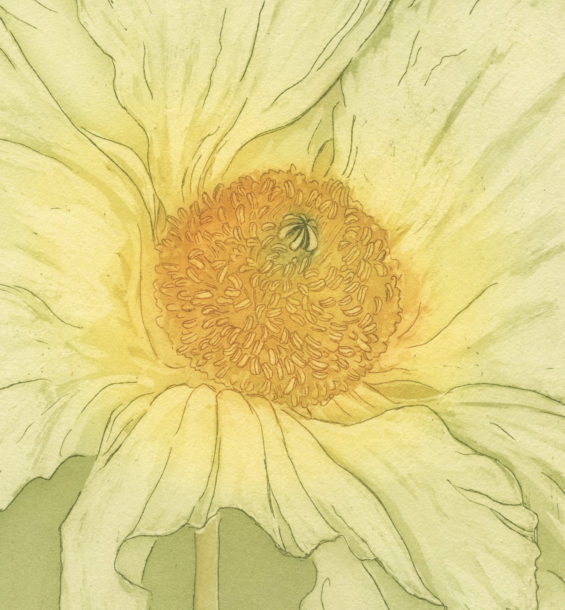 Matilija Poppy, Original Fine Art Etching - Etsy