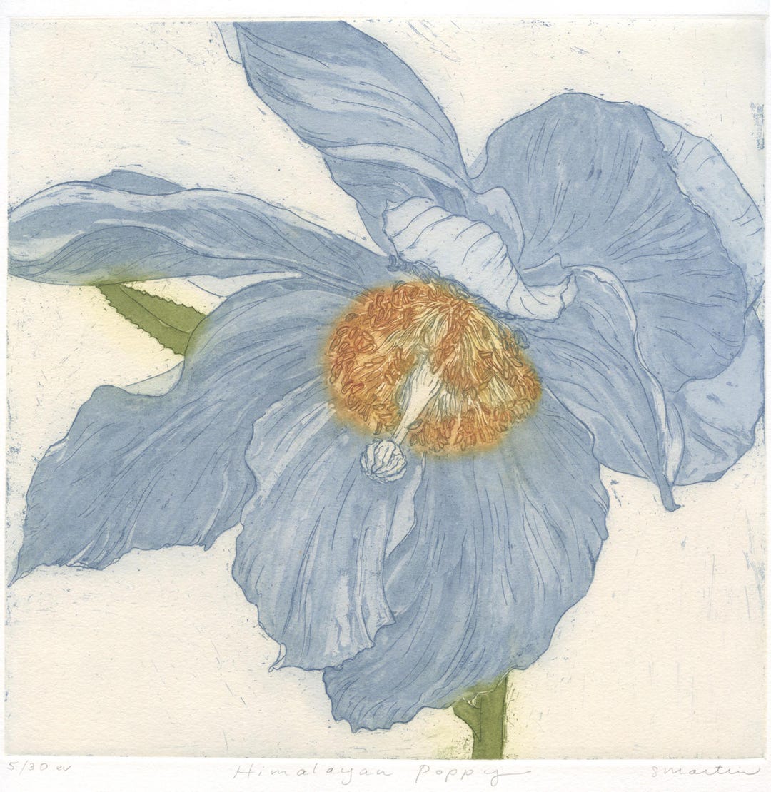 Himalayan Blue Poppy Original Etching - Etsy