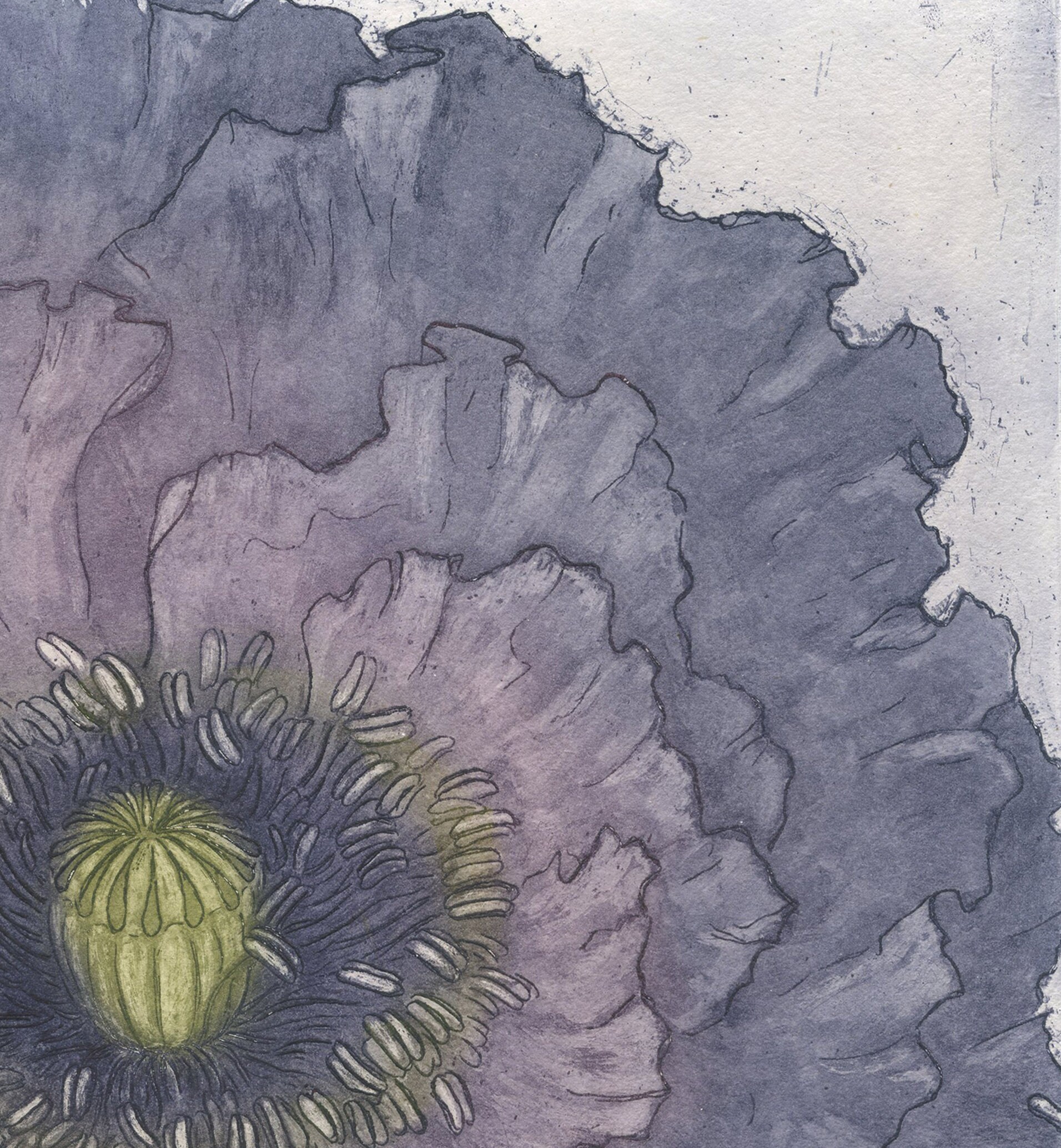 Papaver Rhoeas, Aquatint Etching of Amazing Gray Poppy - Etsy