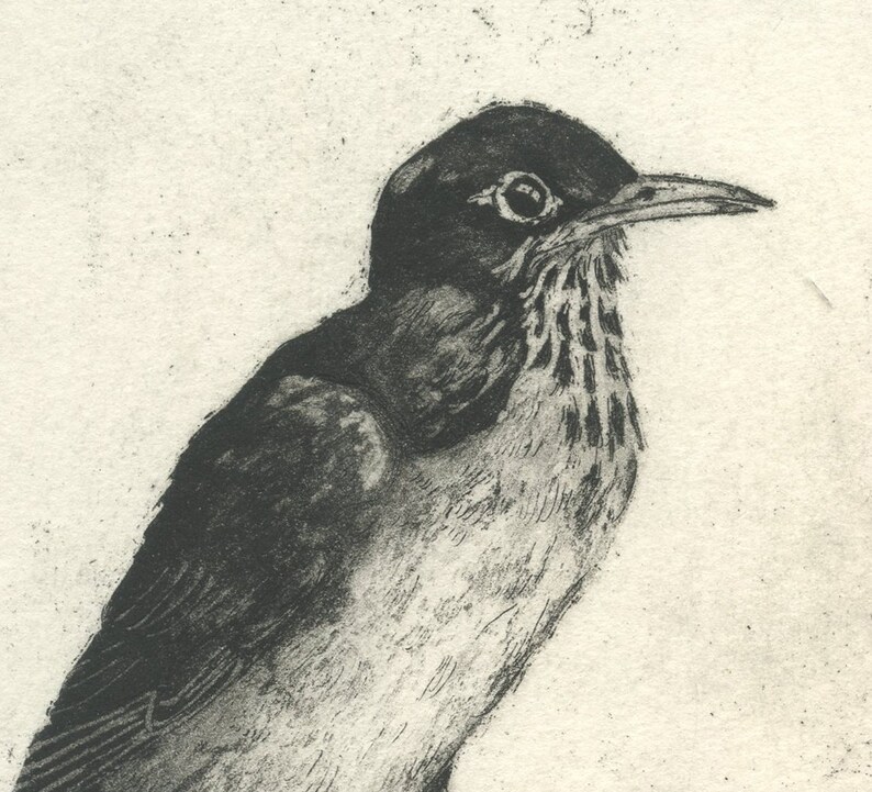 American Robin at Nest, Original Aquatint Etching - Etsy