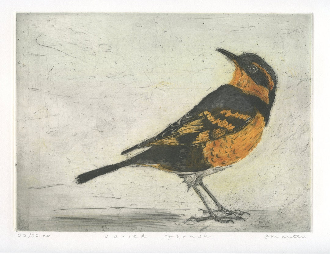Varied Thrush, Original Fine Art Etching - Etsy