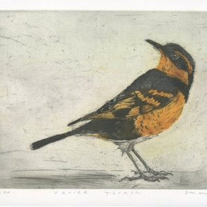 Varied Thrush, Original Fine Art Etching - Etsy