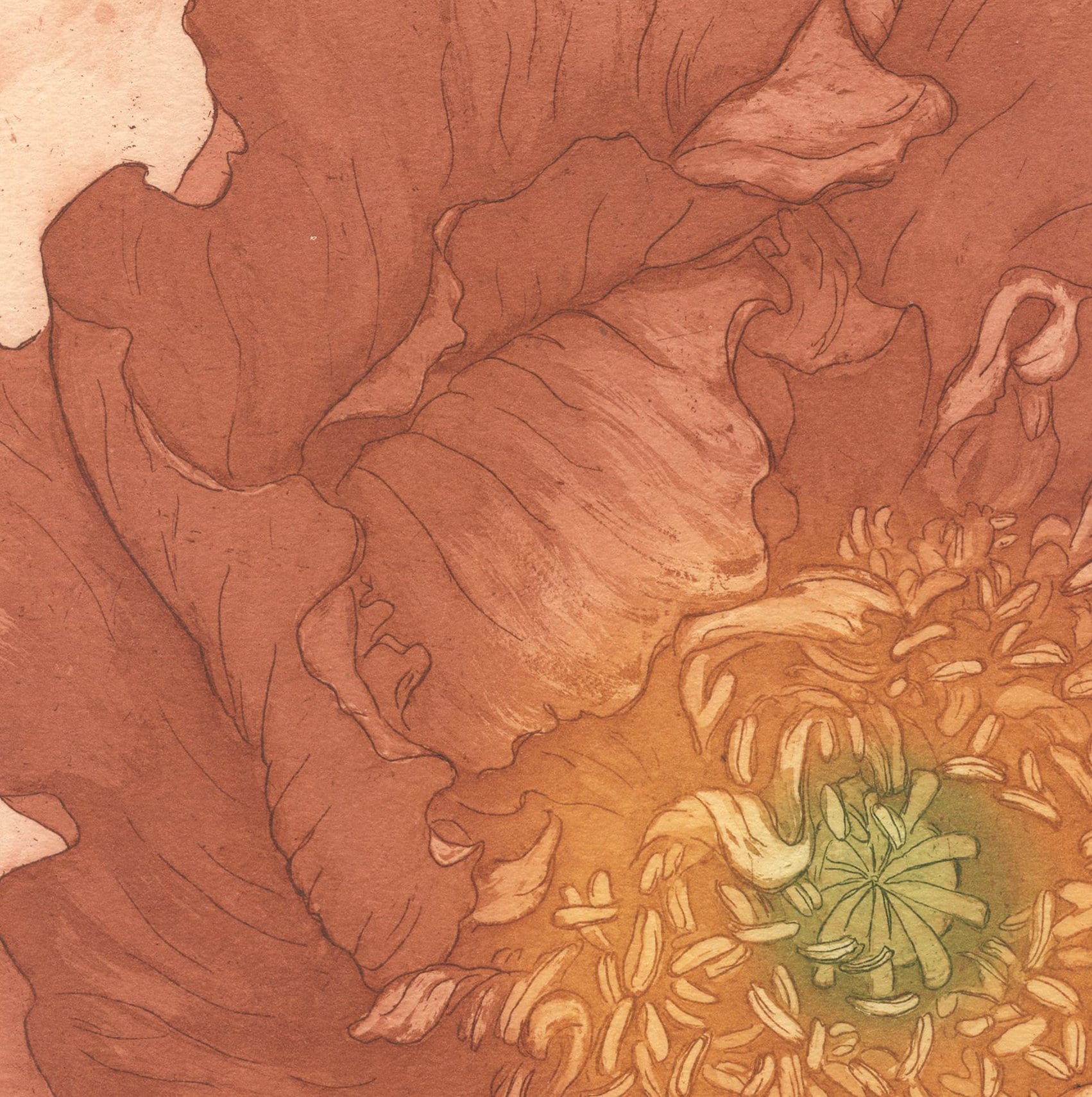 Colibri Poppy, Original Etching - Etsy