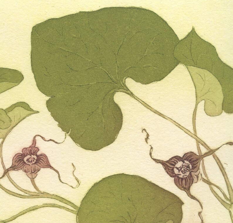 Wild Ginger, Fine Art Etching of California Native Plant - Etsy