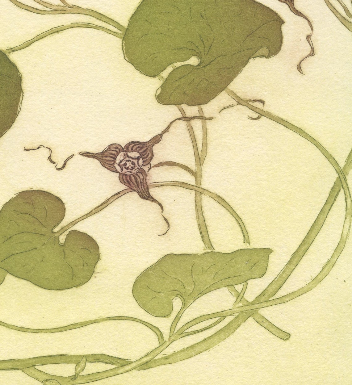 Wild Ginger, Fine Art Etching of California Native Plant - Etsy