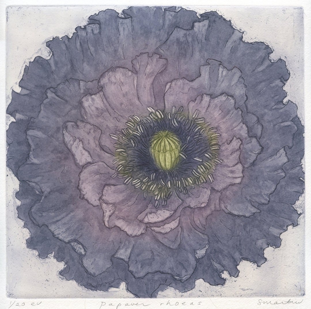 Papaver Rhoeas, Aquatint Etching of Amazing Gray Poppy - Etsy