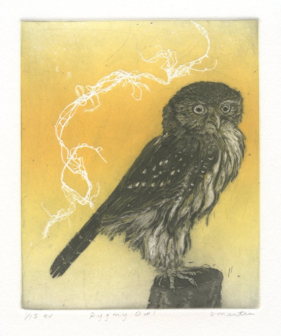 Northern Pygmy Owl Original Etching | Etsy